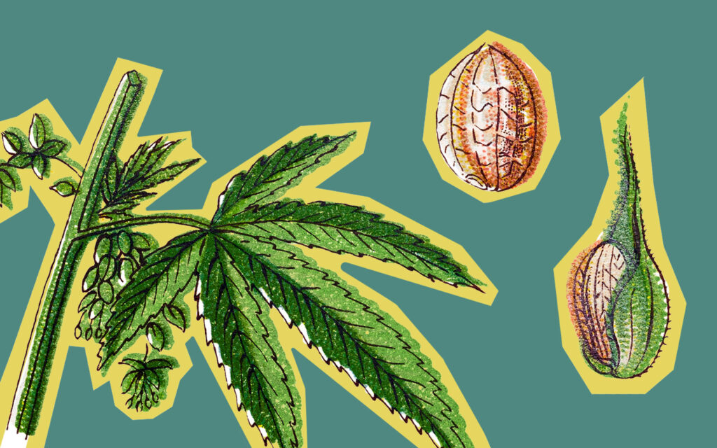 Cannabis Culture – Cannabis Society of America